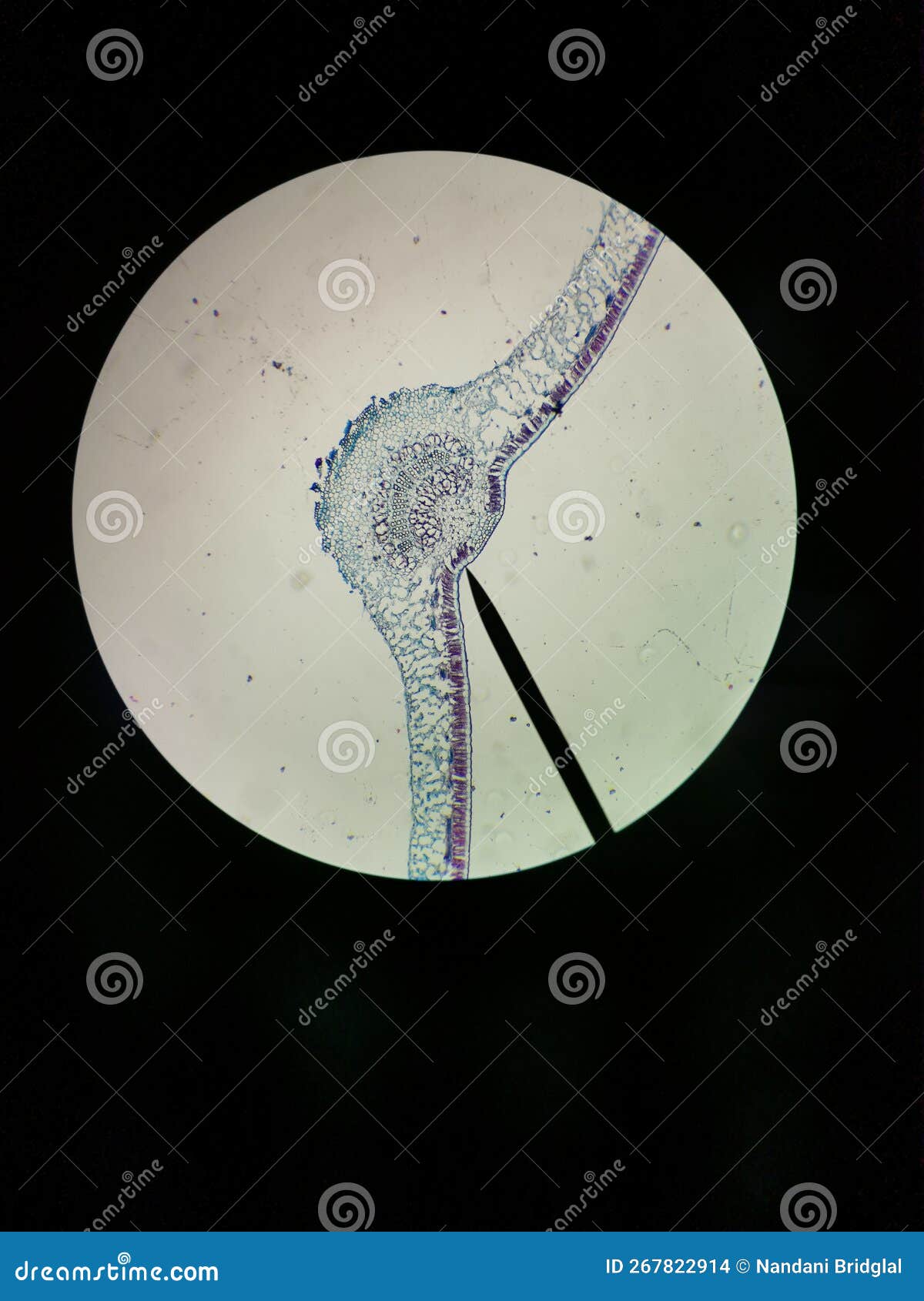 Transverse Section Of Pine Wood Under Microscope Royalty-Free Stock ...