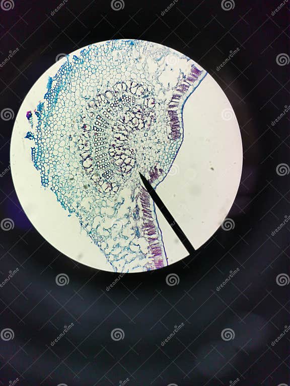 Transverse Section of an Allamanda Leaf Stock Image - Image of compound ...