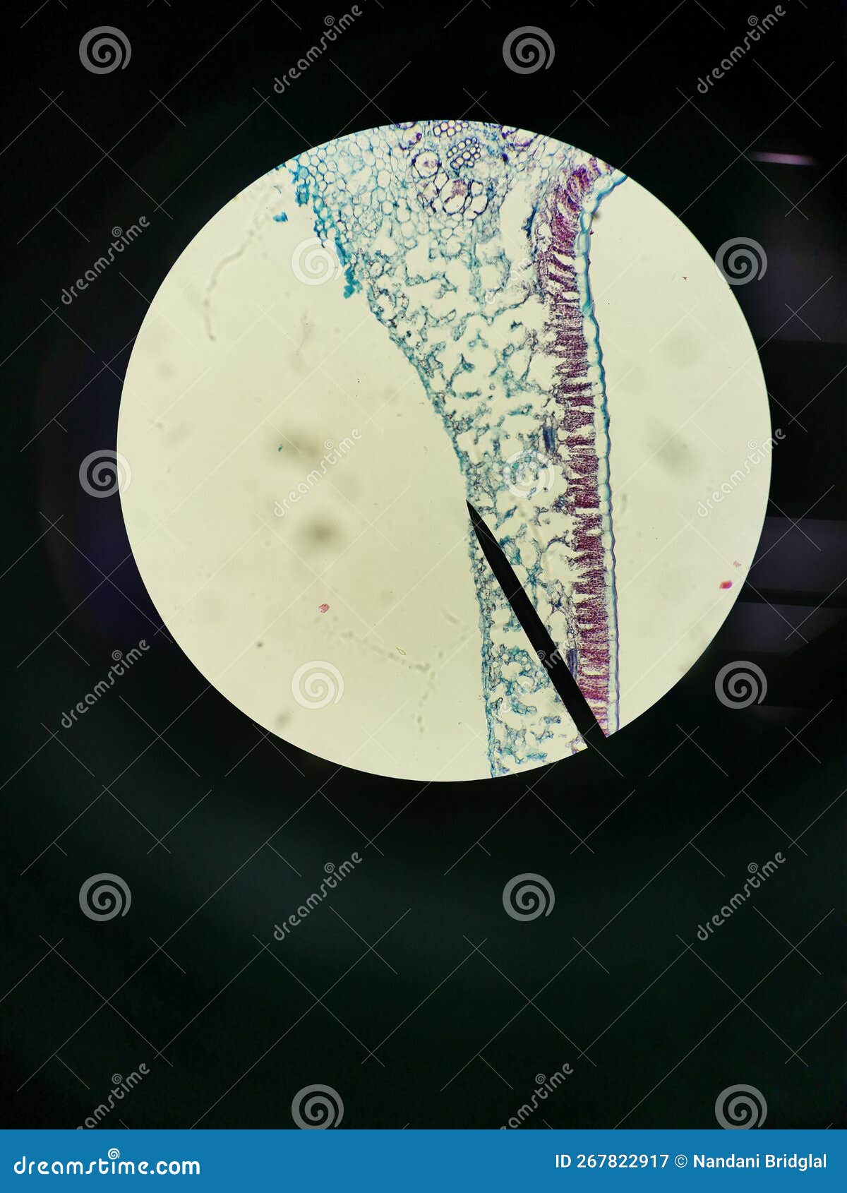 Transverse Section Of Pine Wood Under Microscope Royalty-Free Stock ...