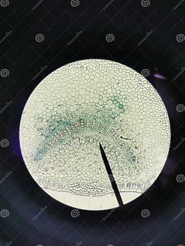 Transverse Section of an Allamanda Leaf Stock Image - Image of compound ...