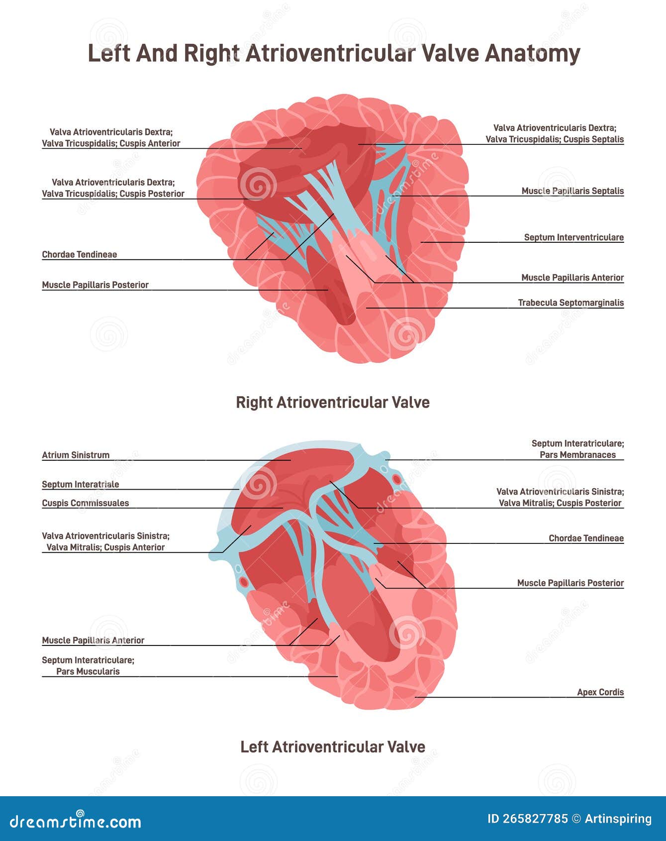 Transverse Section Of Human Heart Left And Right Atrioventricular