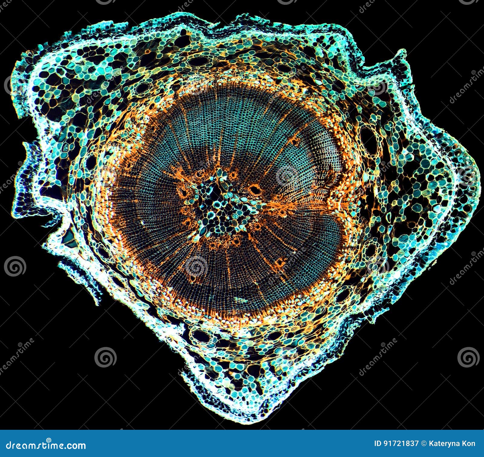 Transverse Section Of Pine Wood Under Microscope Royalty-Free Stock ...