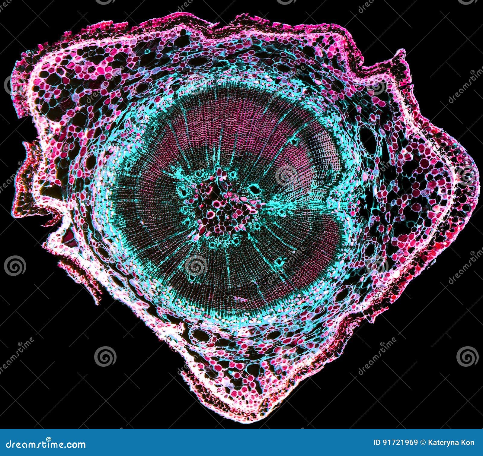 Transverse Section of Pine Wood Under Microscope Stock Image - Image of ...