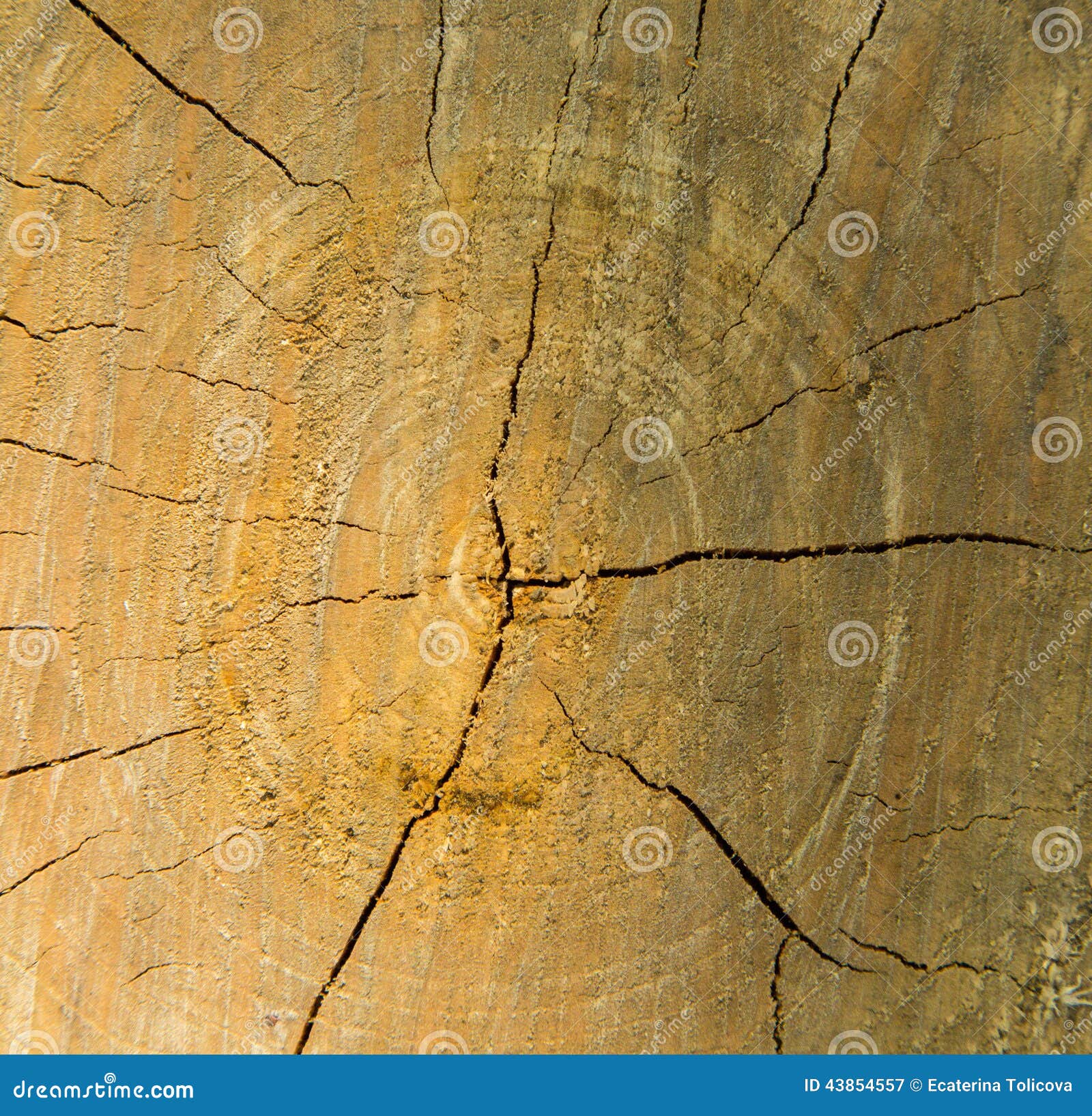Transverse Section of Tree Trunk Stock Image - Image of life, passing ...