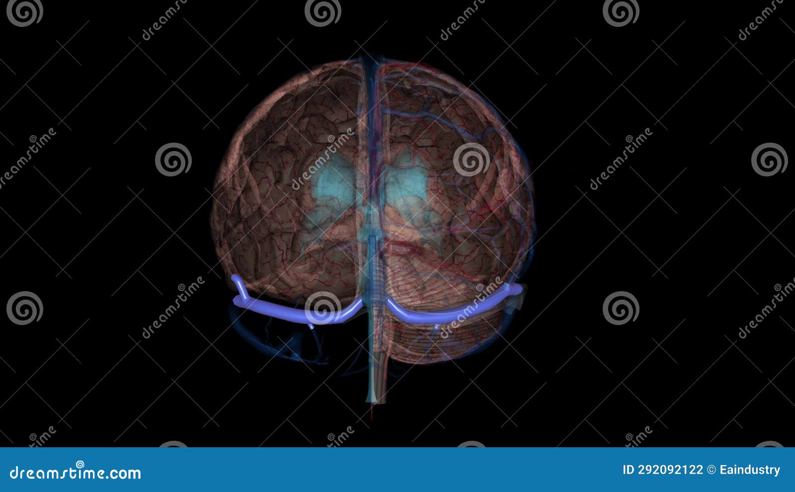 The Transverse Sinuses within the Human Head, are Two Areas Beneath the ...