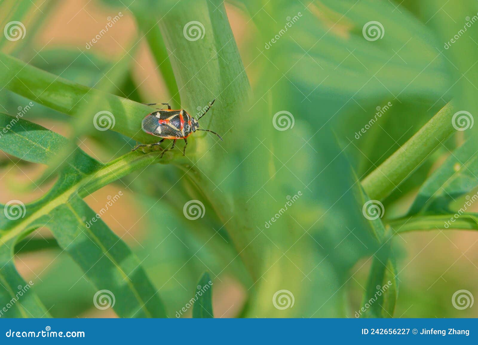 Transverse Striation Stink Bug Stock Image - Image of life, gebleri ...