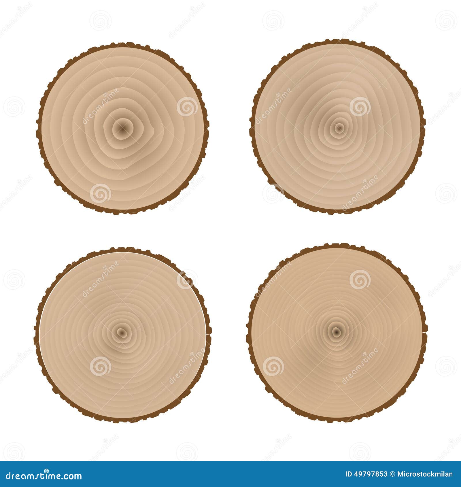 The Transverse Structure of the Tree Trunk.Stock Stock Vector ...