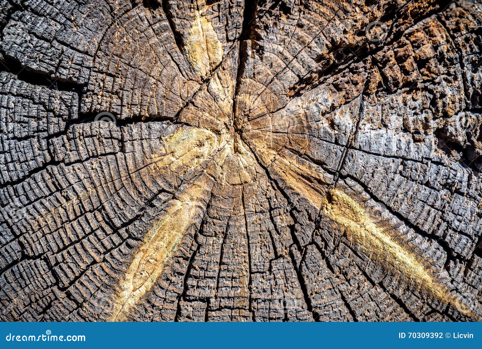 Transverse Texture of Wood Logs Stock Photo - Image of texture, village ...
