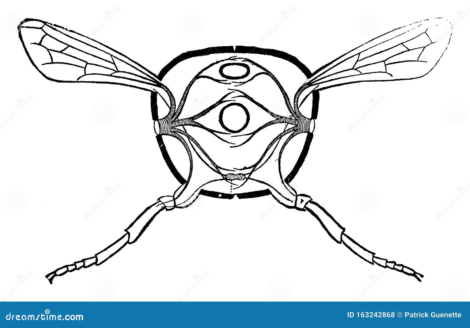 Transverse Thorax Vintage Illustration Stock Vector Illustration Of