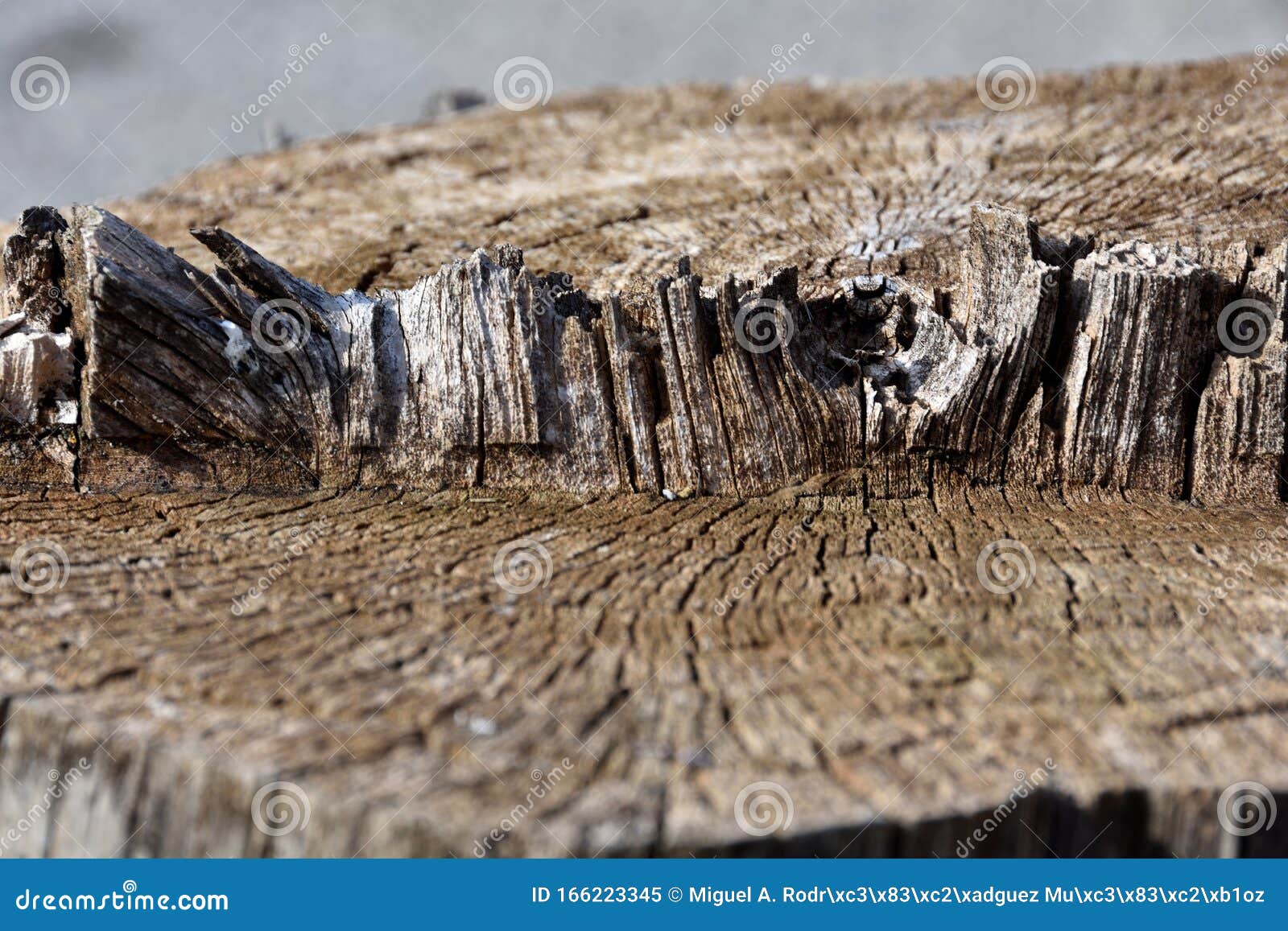 Transversely Cut Tree Trunk Rings and Scars Stock Image - Image of ...