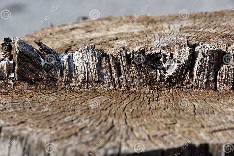 Transversely Cut Tree Trunk Rings and Scars Stock Image - Image of ...