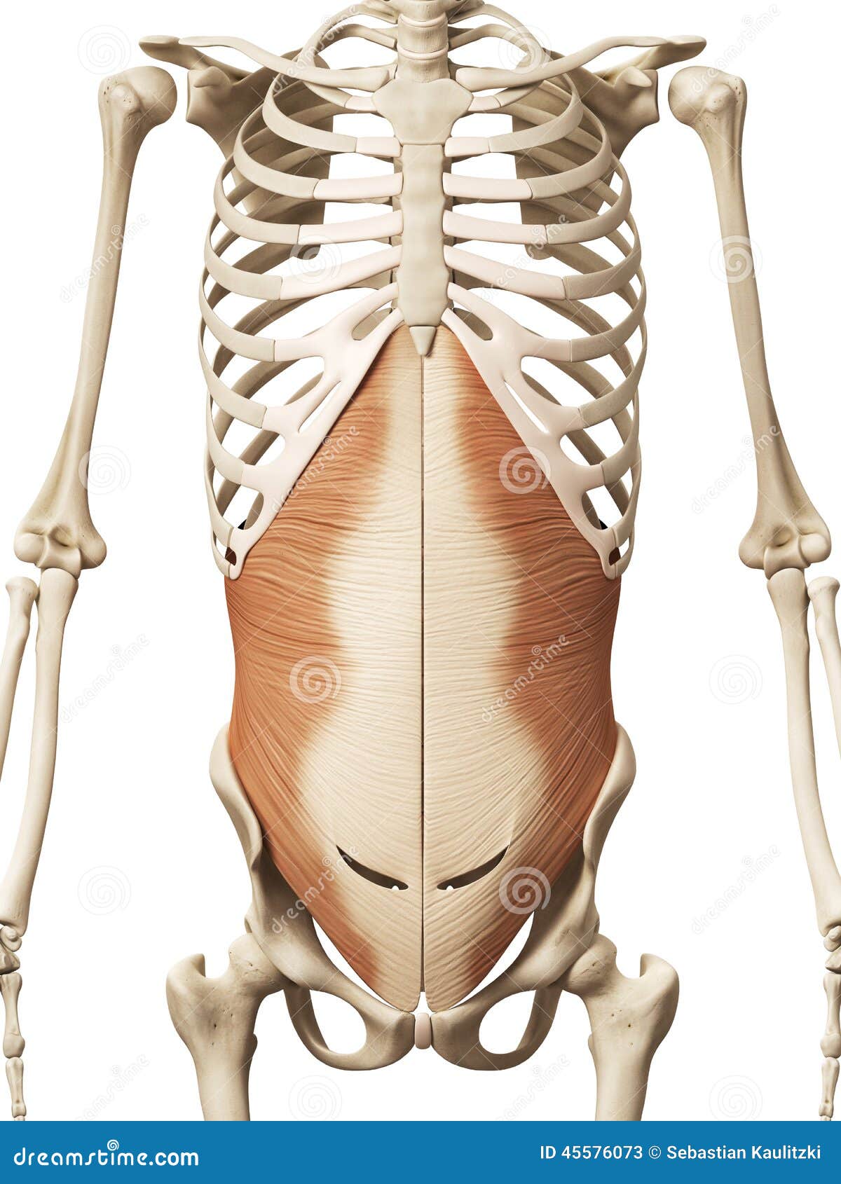 Transversus Muscle 3d Medical Illustration, Abdominals Deep Muscle ...