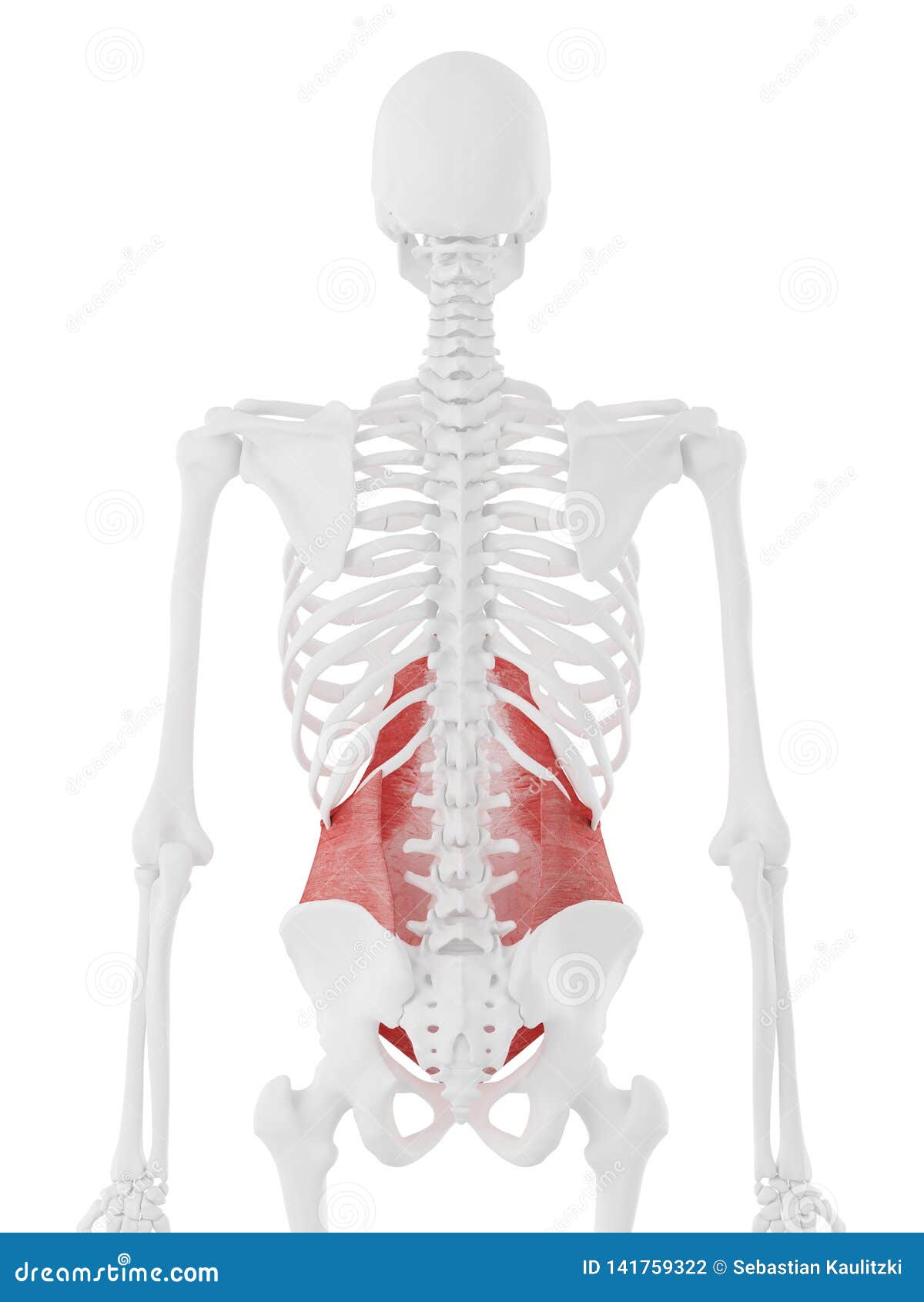 The Transversus Abdominis stock illustration. Illustration of rendered ...