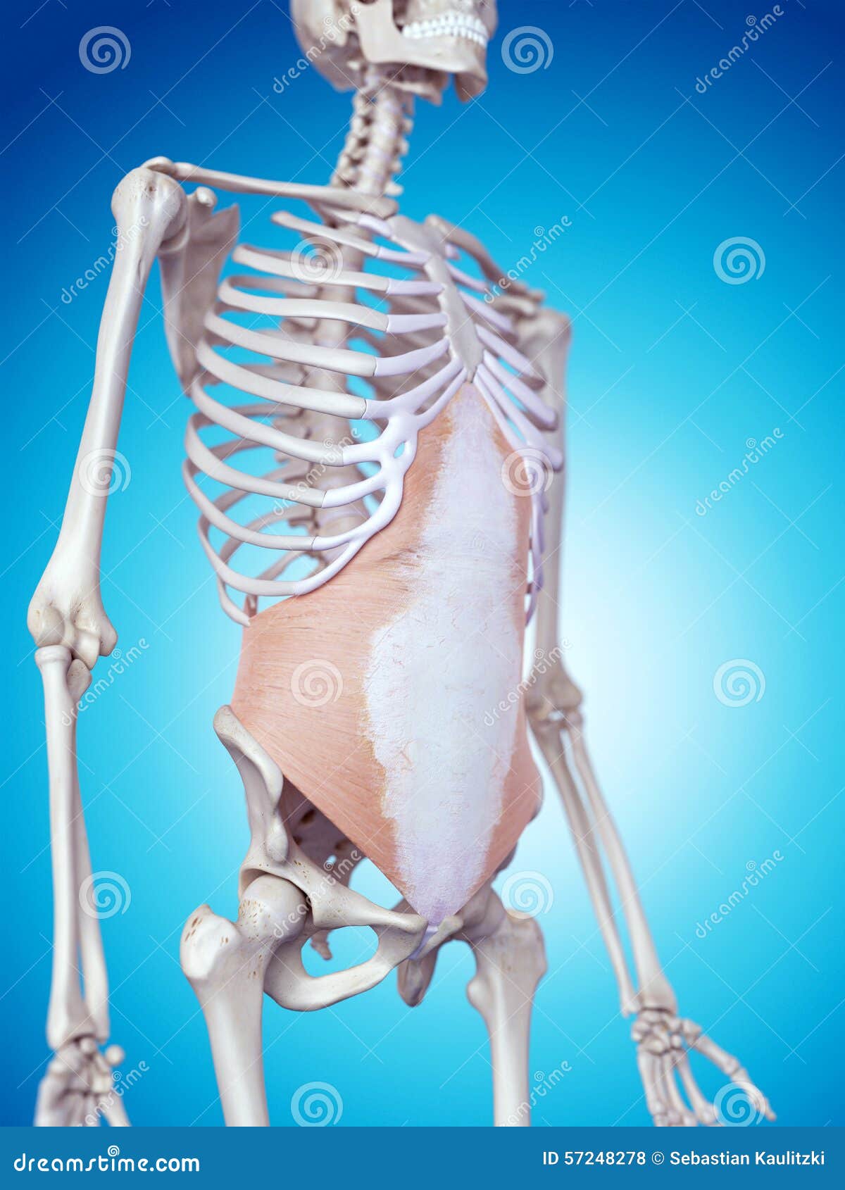 The transversus abdominis stock illustration. Illustration of ...