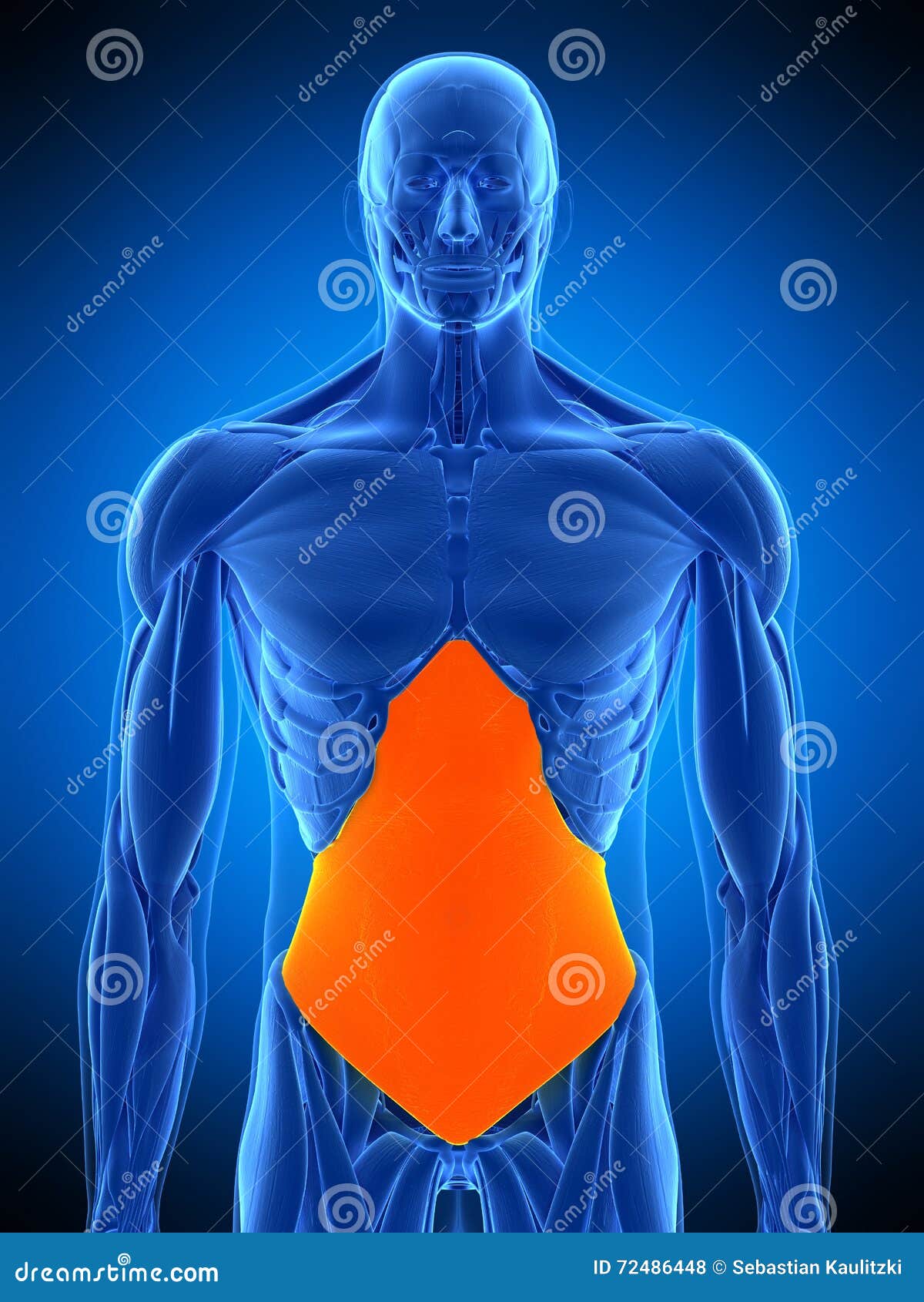 The transversus abdominis stock illustration. Illustration of frontal ...