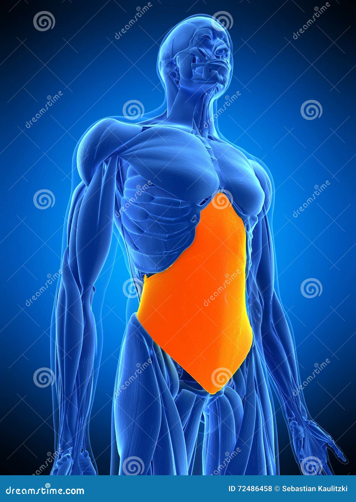 The transversus abdominis stock illustration. Illustration of science ...