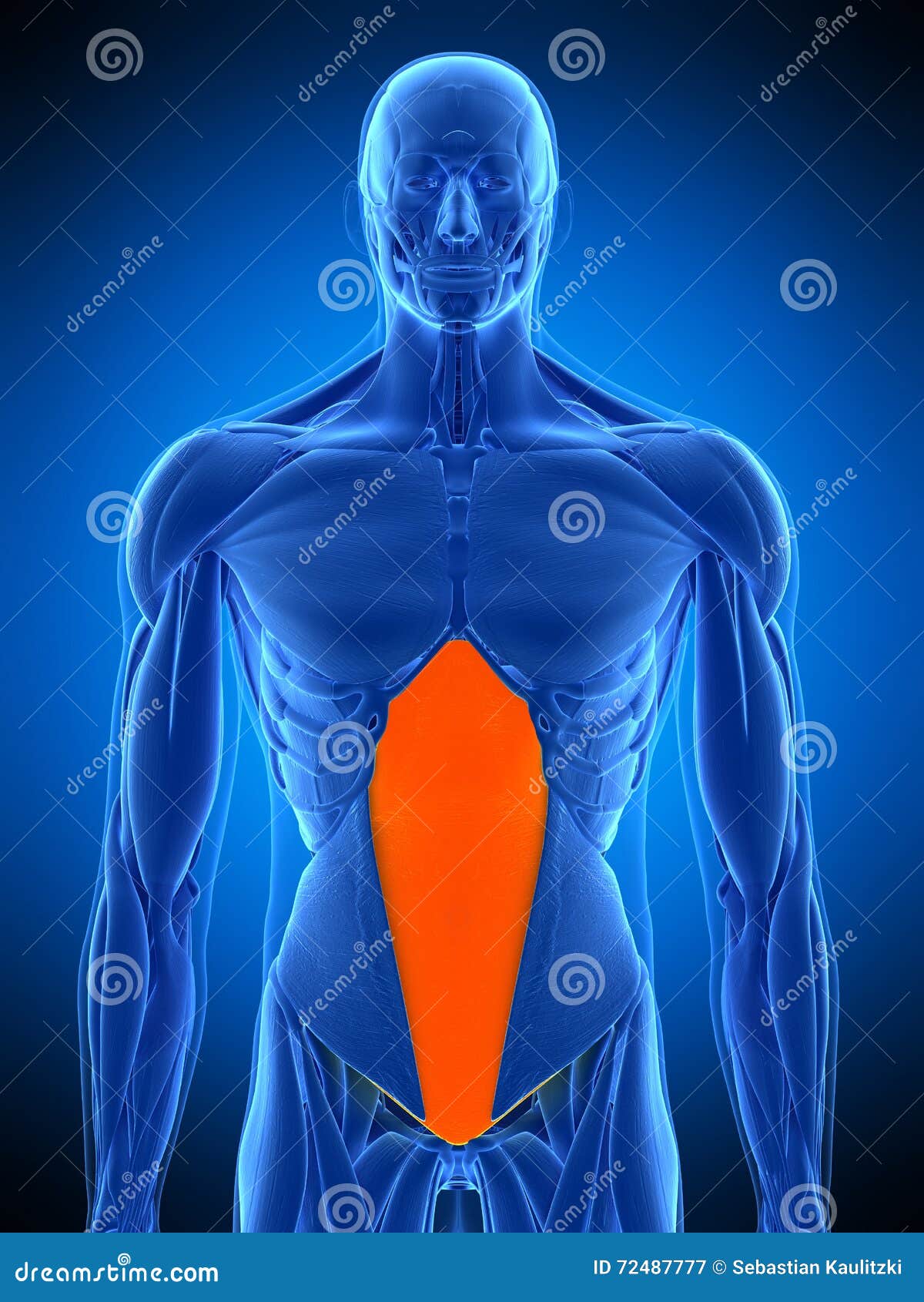 The transversus abdominis stock illustration. Illustration of muscle ...