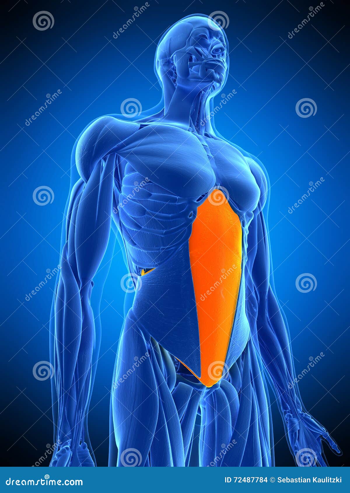 The transversus abdominis stock illustration. Illustration of blue ...