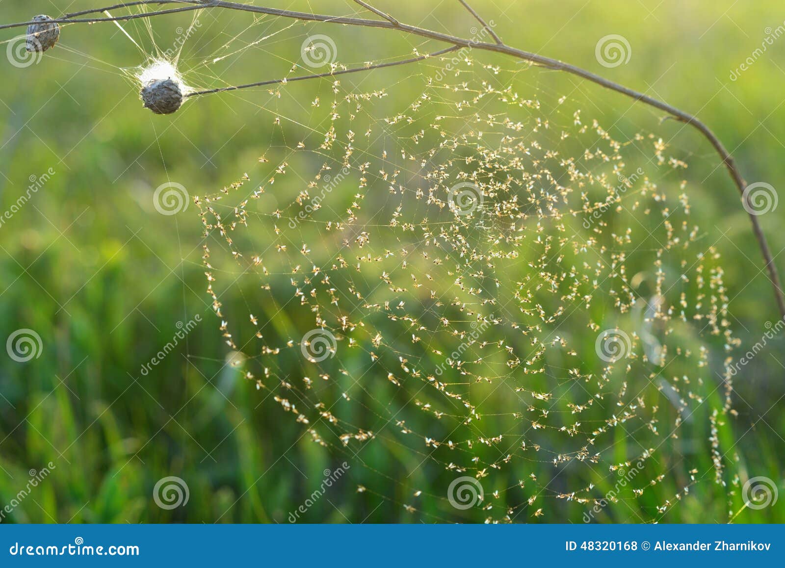 Fell Into Trap. Businessman Hides Bat Behind Back While Shaking Hands ...