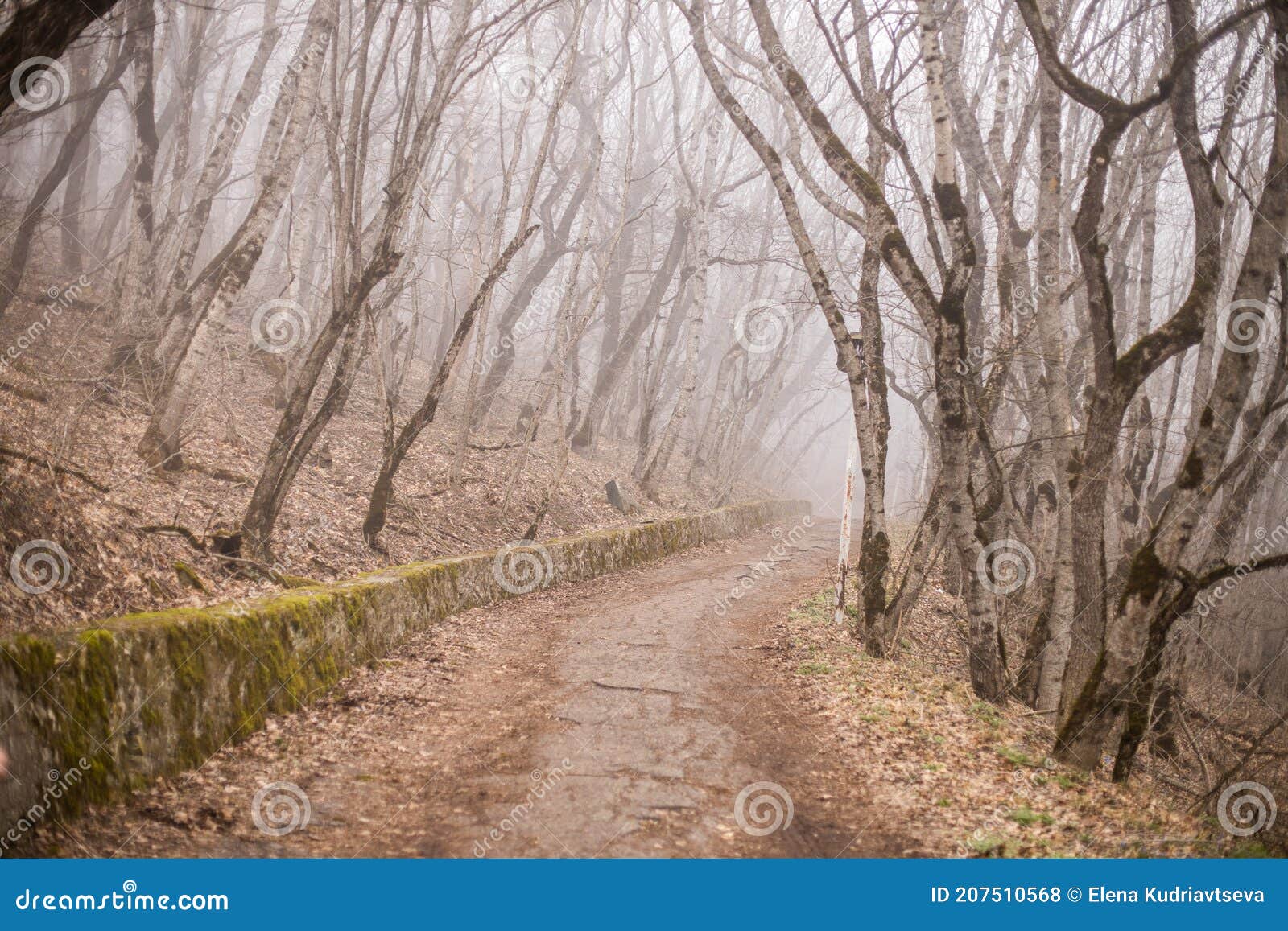 Trap in a foggy forest stock photo. Image of path, nature - 207510568