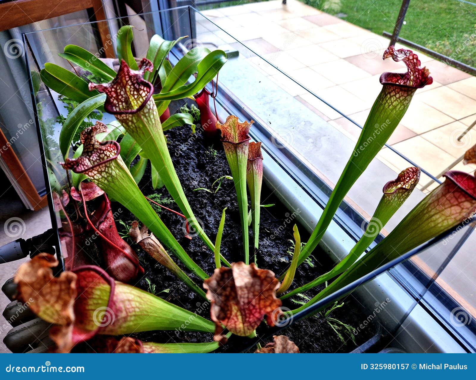 Trap Insects Using Pitchers with Nectar and Slippery Footing Around ...