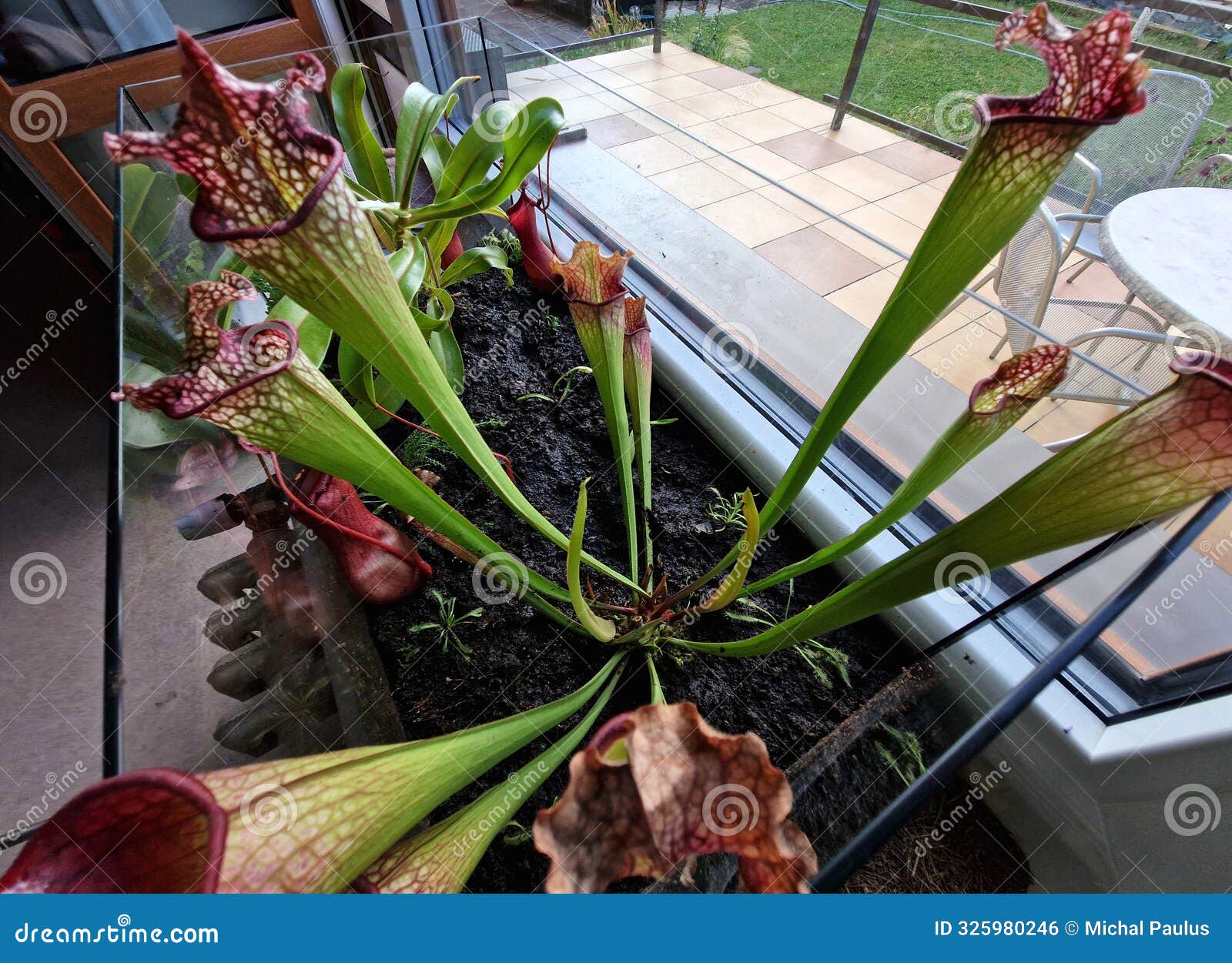 Trap Insects Using Pitchers with Nectar and Slippery Footing Around ...