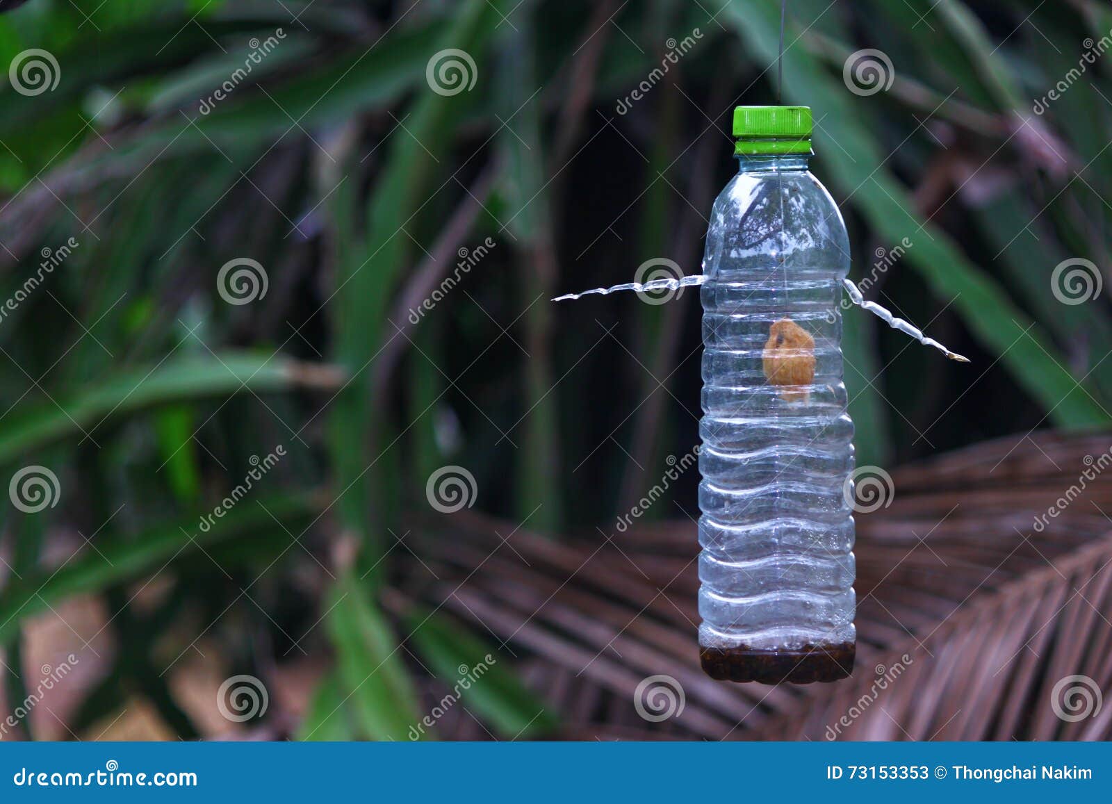 Trap Insects Royalty-Free Stock Photo | CartoonDealer.com #73153353