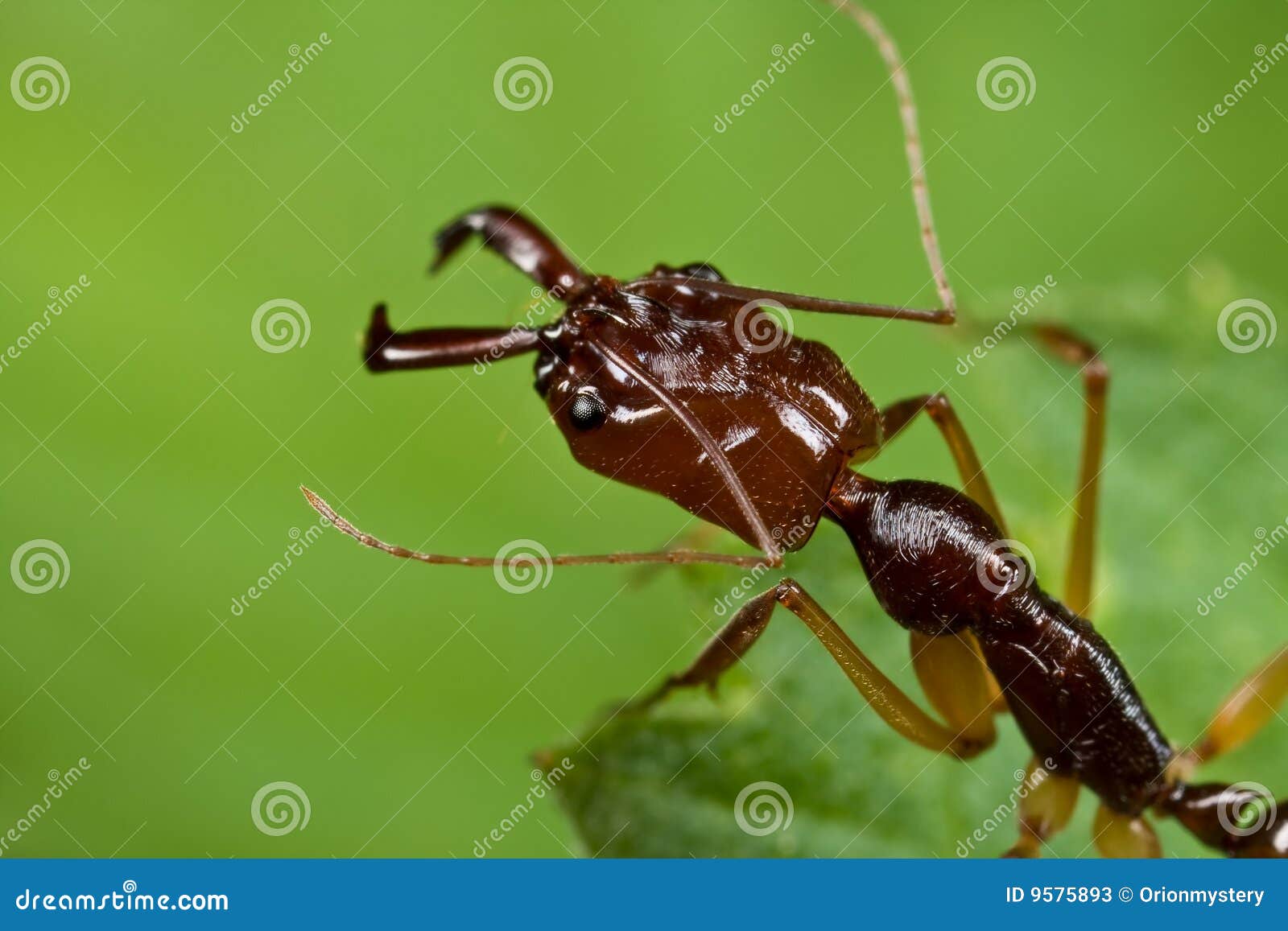 Trap jaw ant stock image. Image of odontomachus, close - 9575893