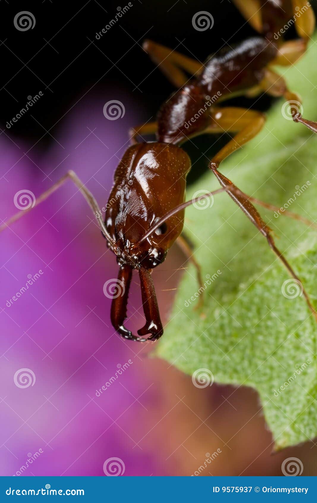 Trap jaw ant stock image. Image of nature, giant, formicidae - 9575937