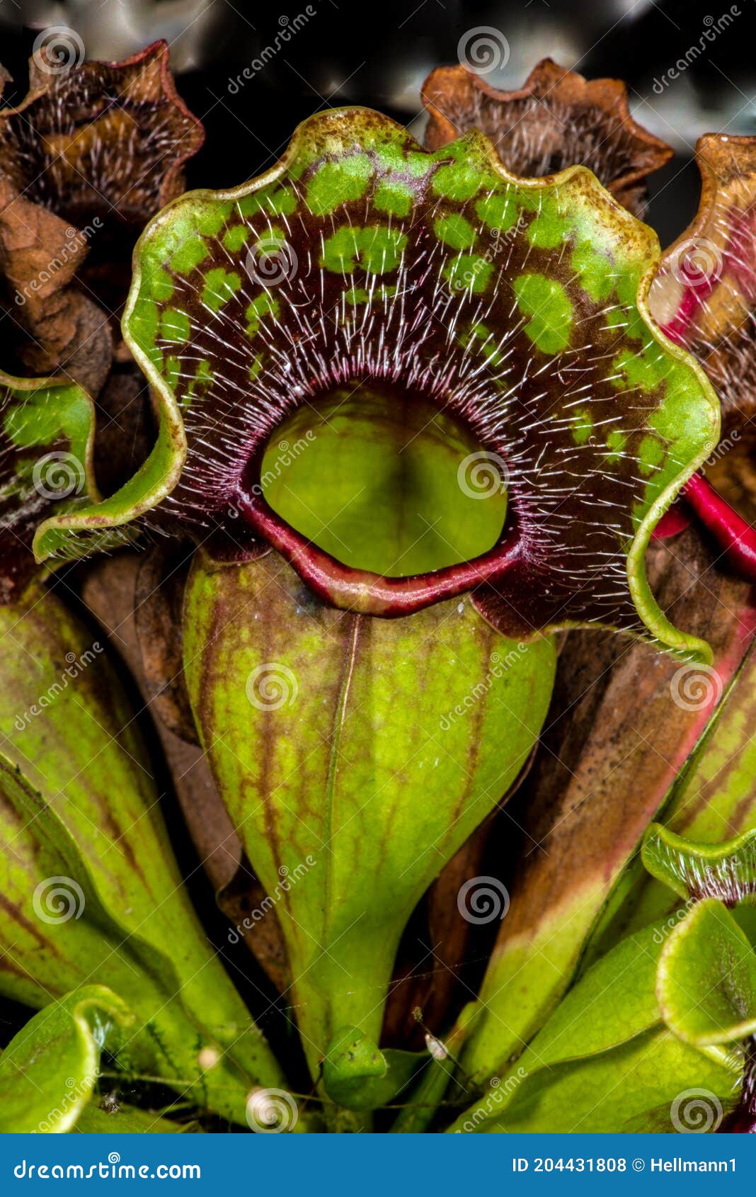 Trap Leaf of a Pitcher Plant Stock Photo - Image of detail, leaf: 204431808