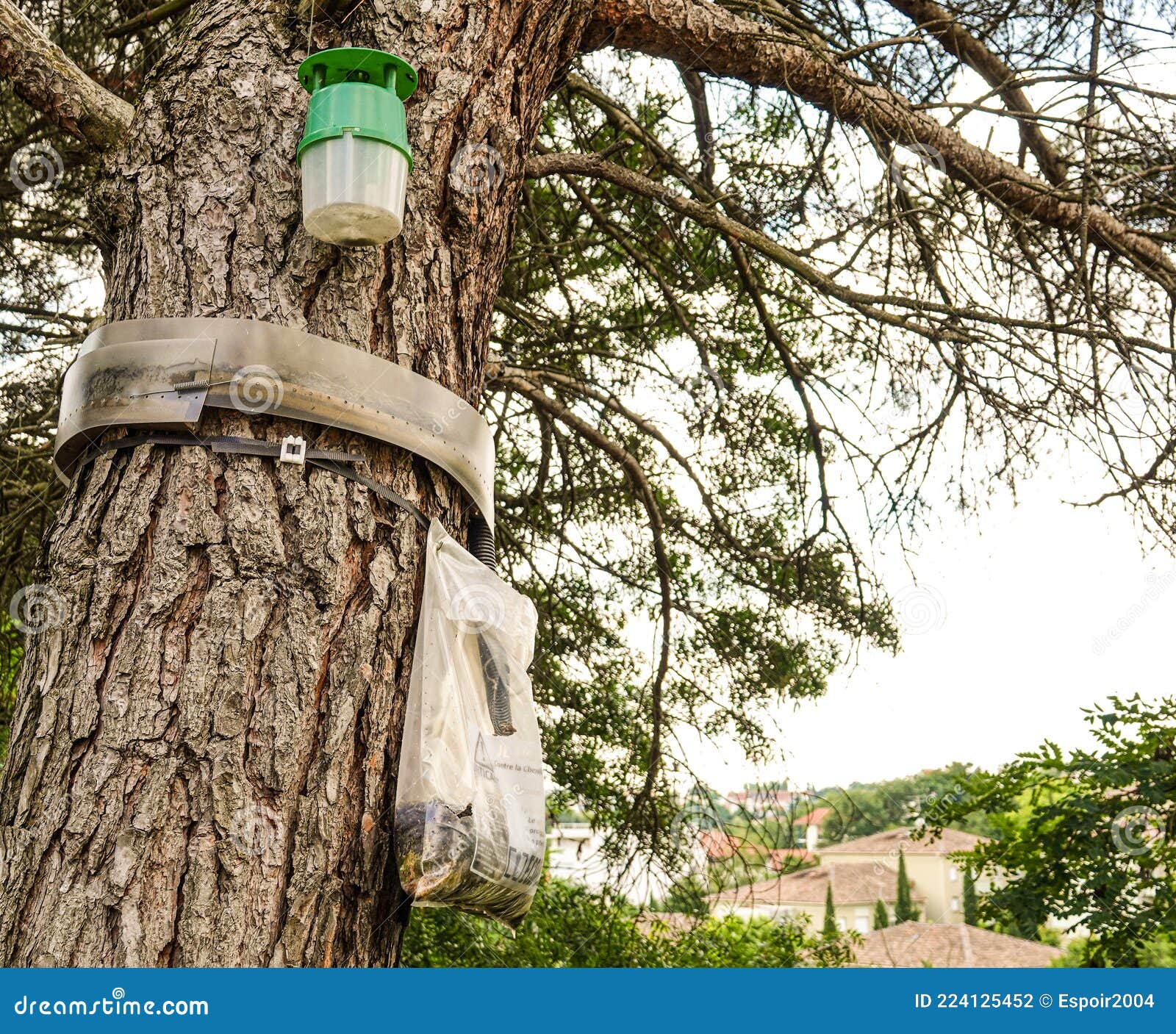 Trap for Pine Processionary Caterpillar on the Trunk of a Coniferous ...