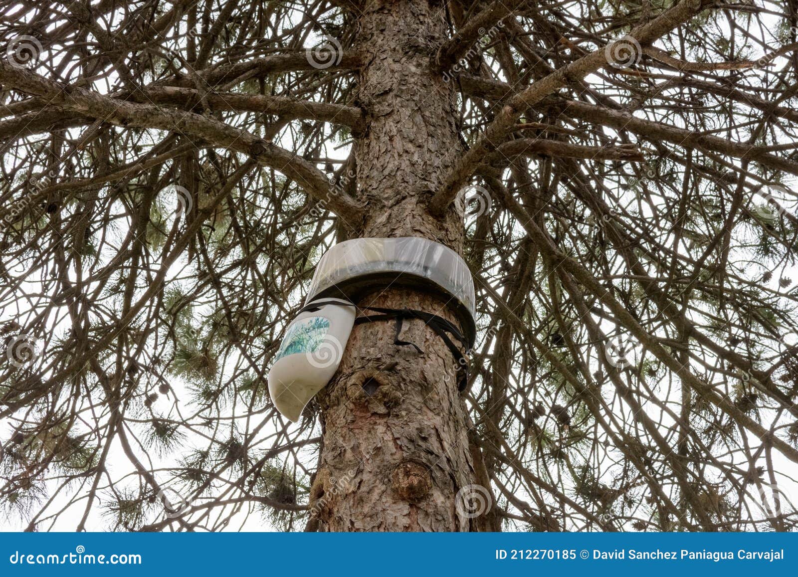 Trap for Pine Processionary Thaumetopoea Pityocampa Placed on a Pine ...
