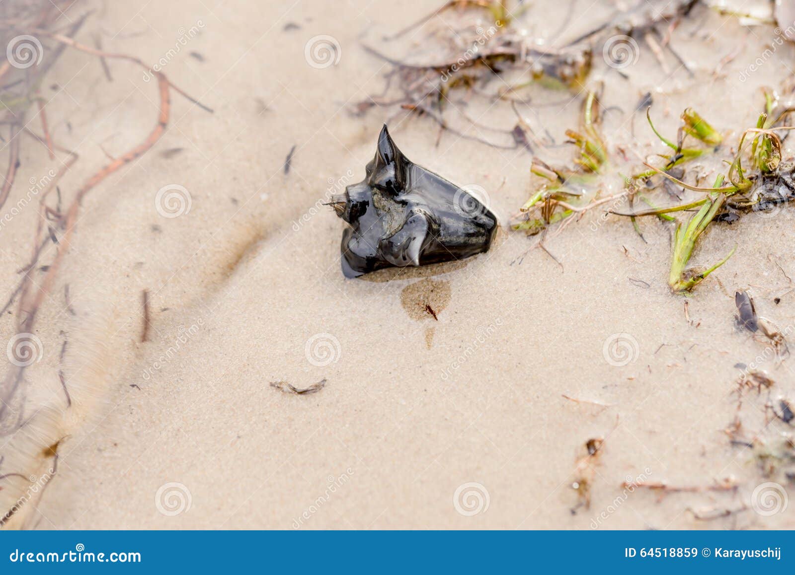 Trapa Natans Also Called Water Chestnuts Stock Image - Image of fruit ...