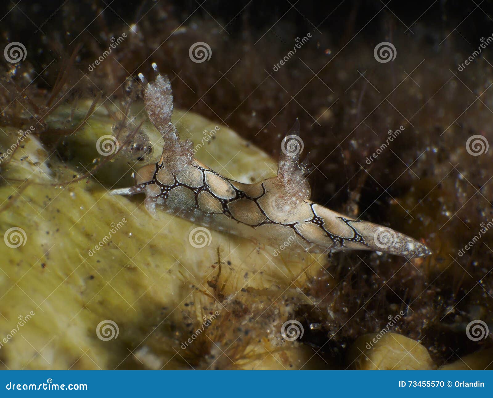 Trapania squama stock photo. Image of nudi, trapania - 73455570