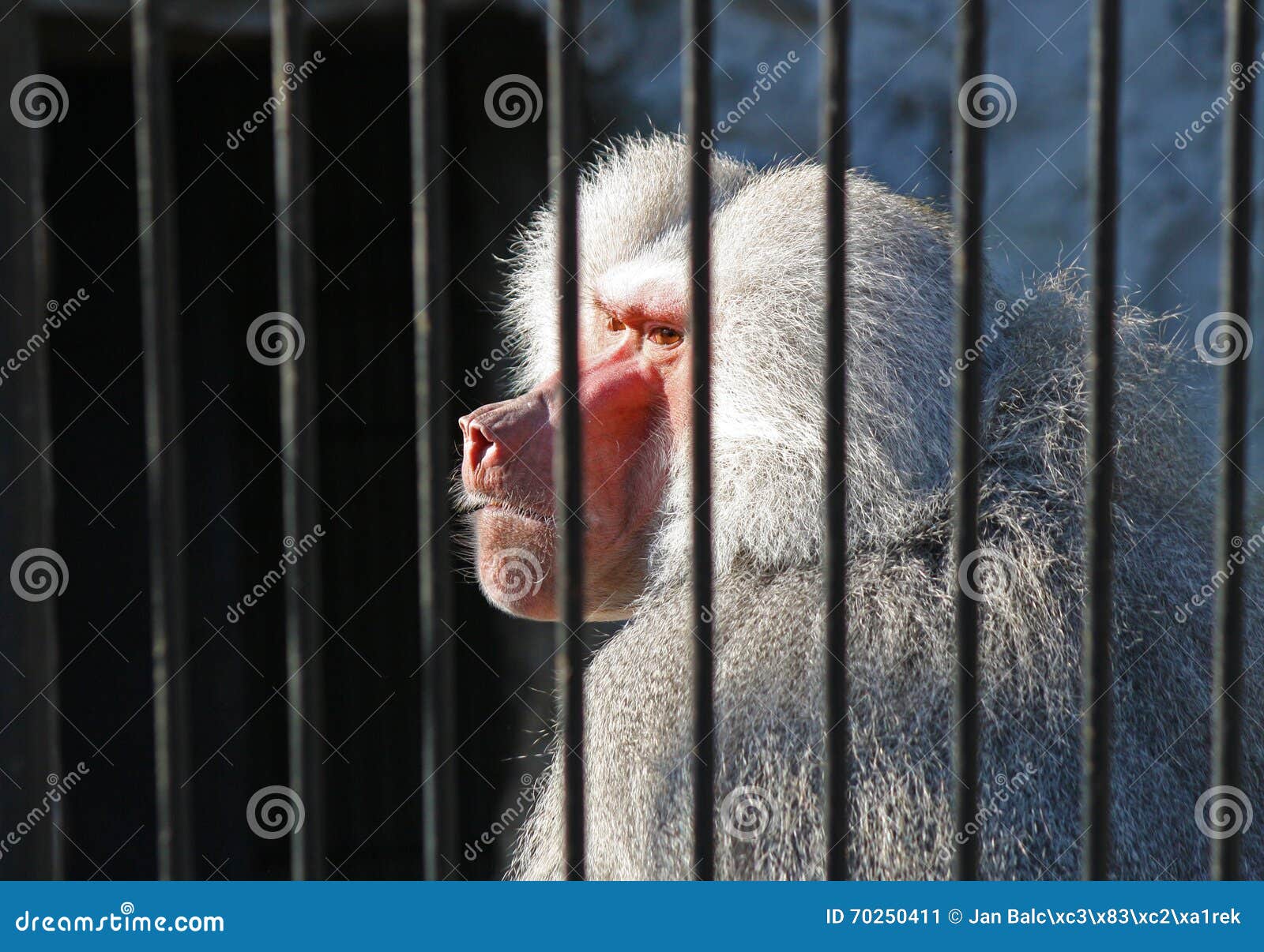 Traped baboon stock image. Image of animal, baboon, cage - 70250411