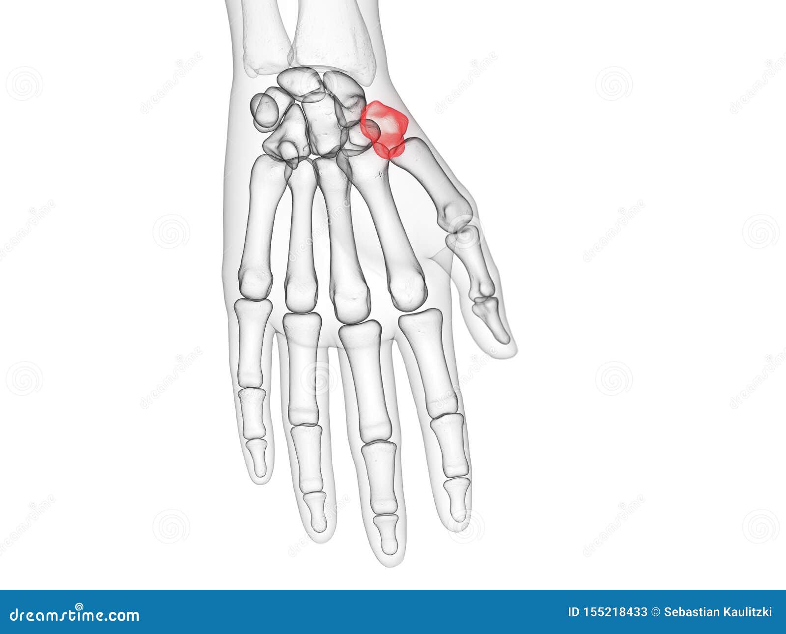 The trapezium bone stock illustration. Illustration of rendering ...