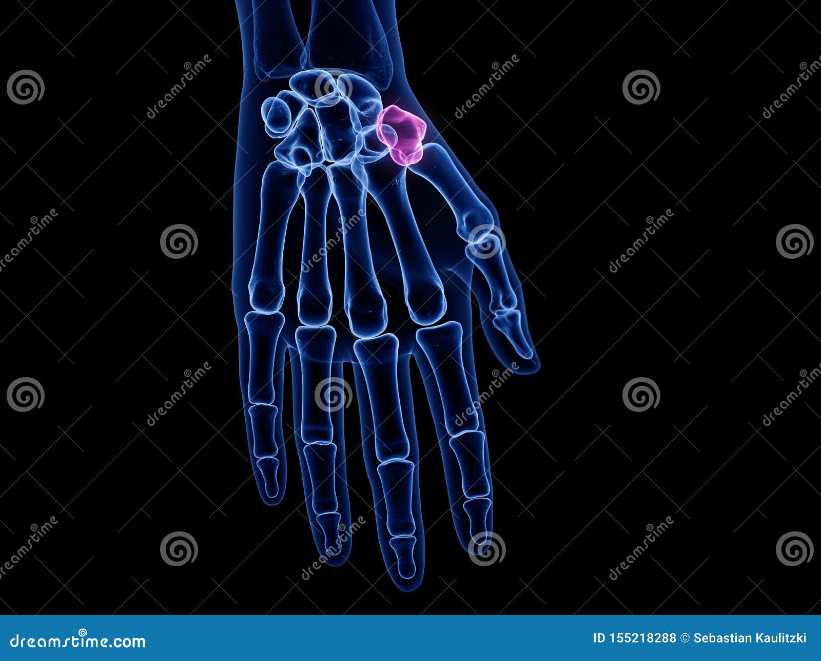 The trapezium bone stock illustration. Illustration of rendered - 155218288