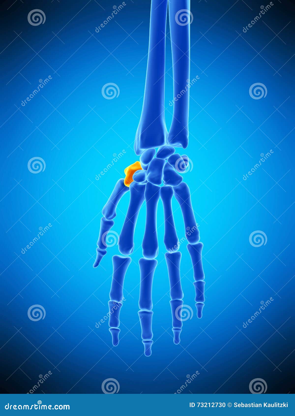 The trapezium bone stock illustration. Illustration of health - 73212730