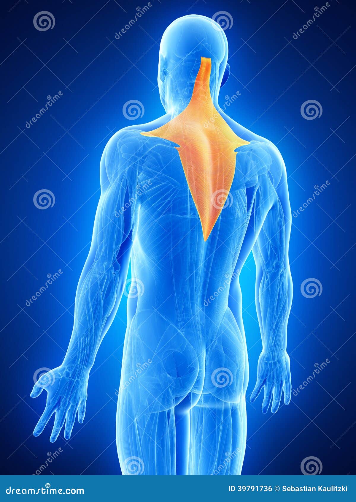 The trapezius stock illustration. Illustration of muscle - 39791736
