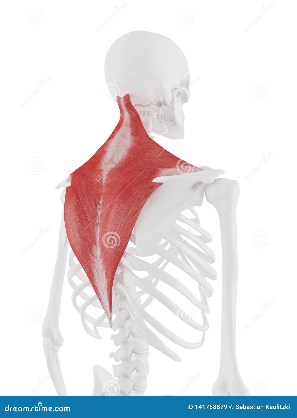 The Trapezius Royalty-Free Cartoon | CartoonDealer.com #141758879