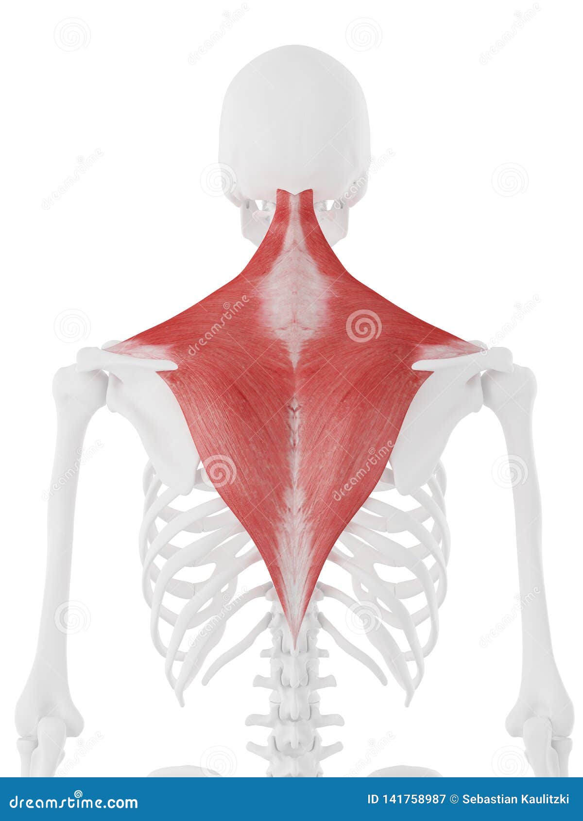 3D Illustration Of Trapezius Part Of Muscle Anatomy. Royalty-Free Stock ...