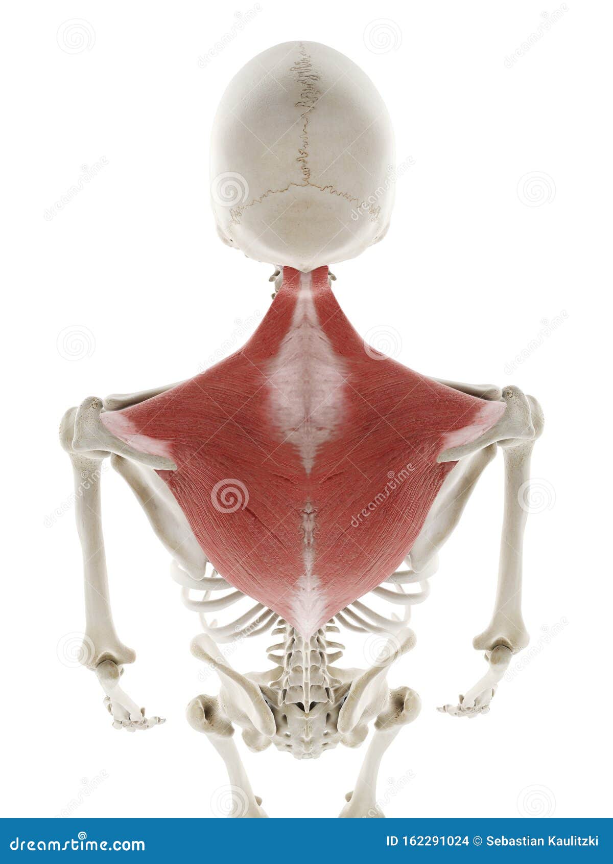 3d Illustration Of The Trapezius Muscles Anatomical Position On Xray ...