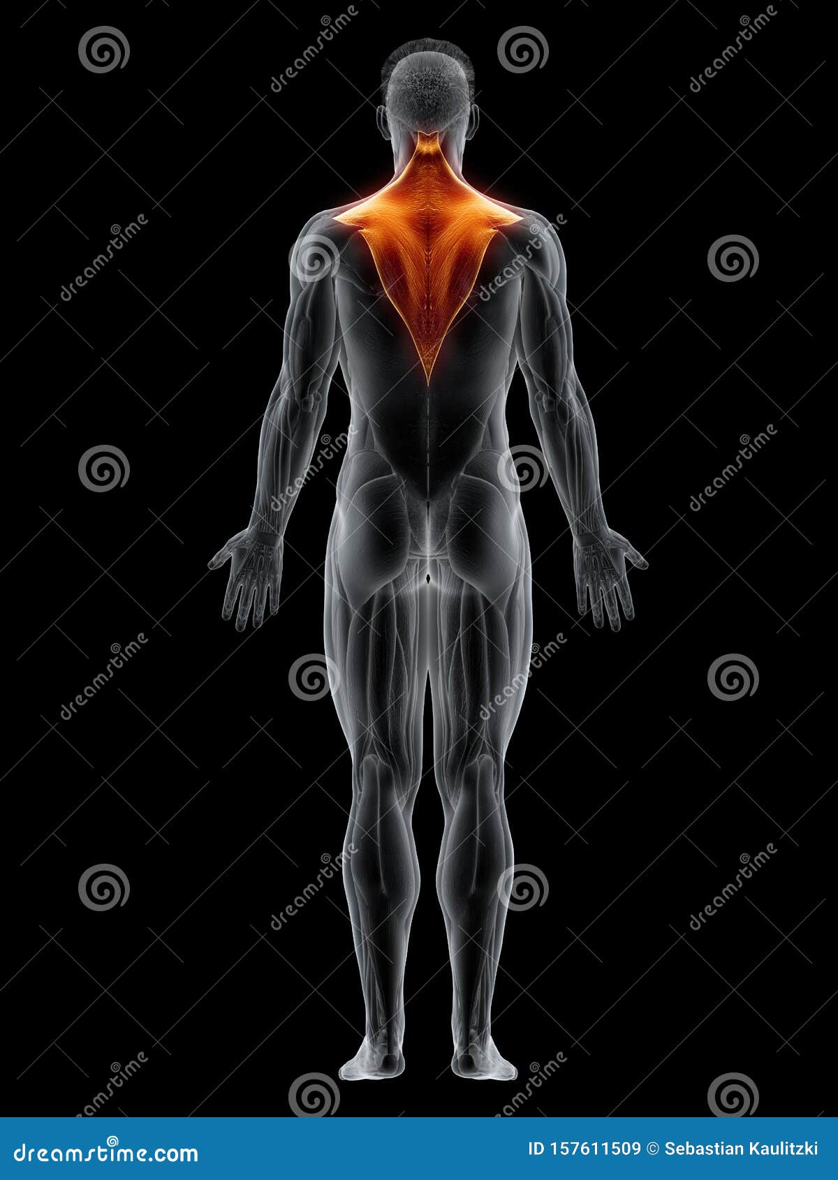 The trapezius stock illustration. Illustration of physical - 157611509