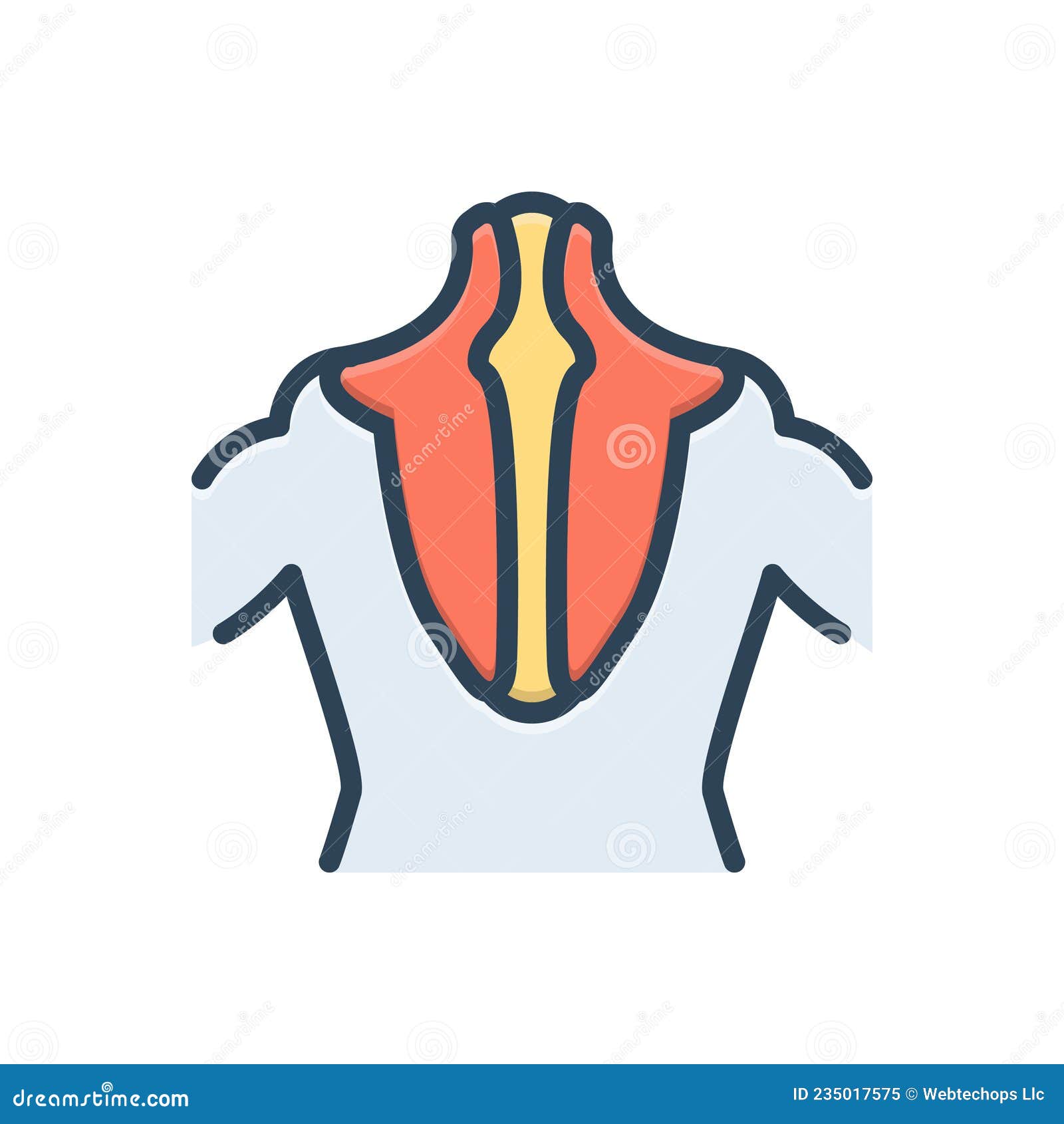 Trapezius Muscle - Anatomy Muscles Isolated On White - 3D Illustration ...