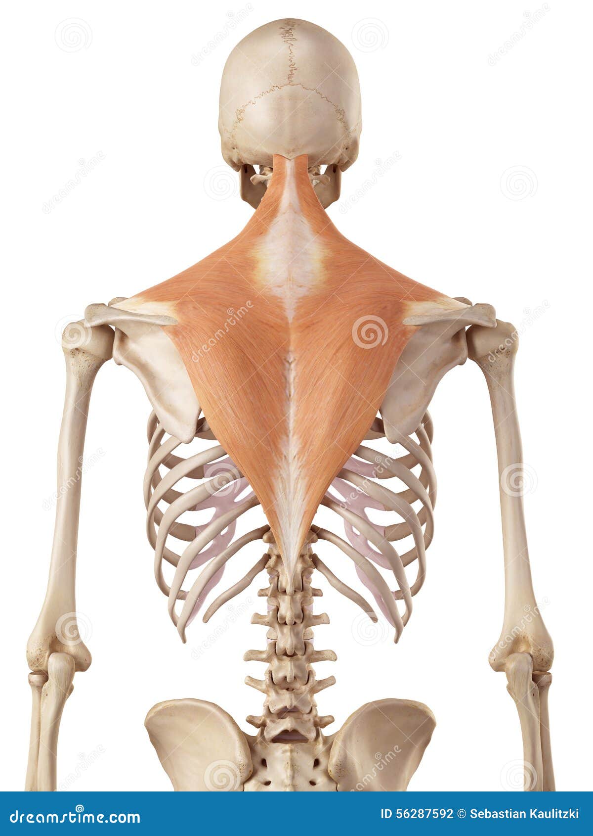 The trapezius stock illustration. Illustration of biology - 56287592