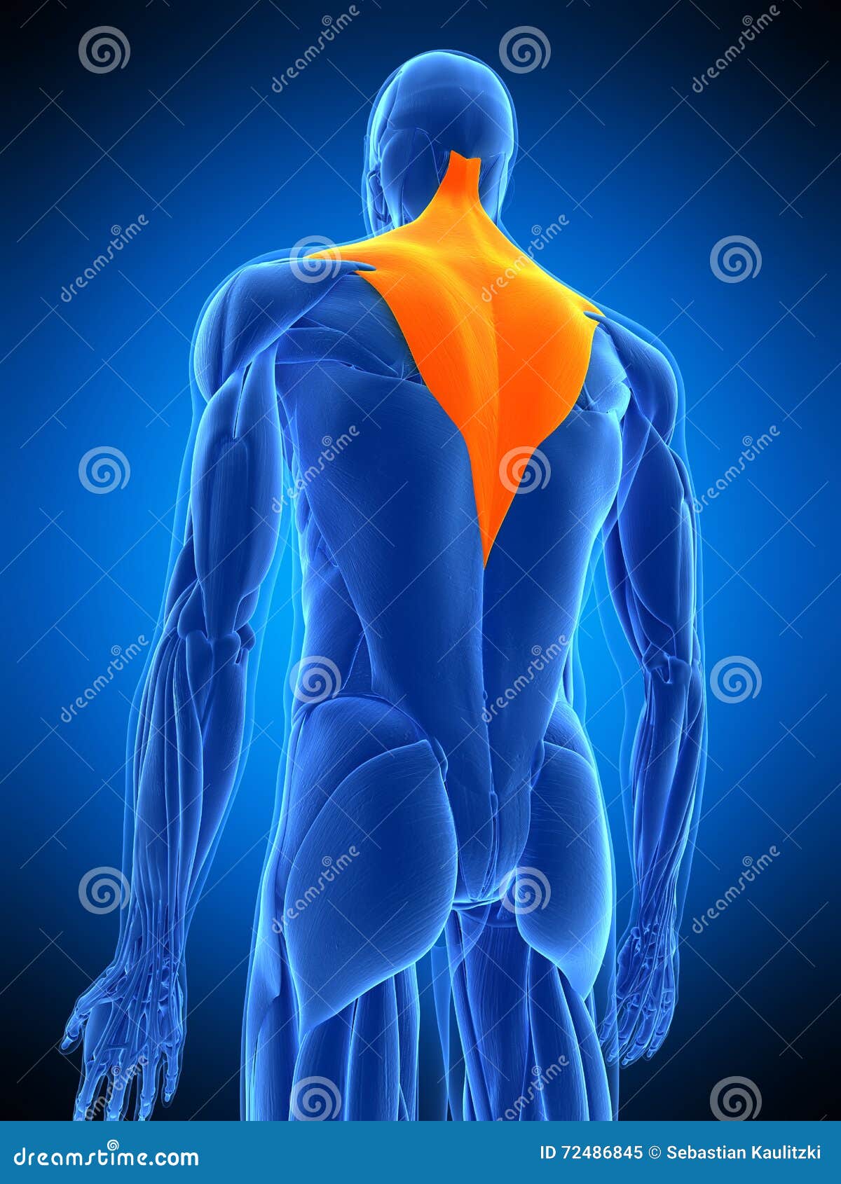 The Trapezius Royalty-Free Cartoon | CartoonDealer.com #145661651