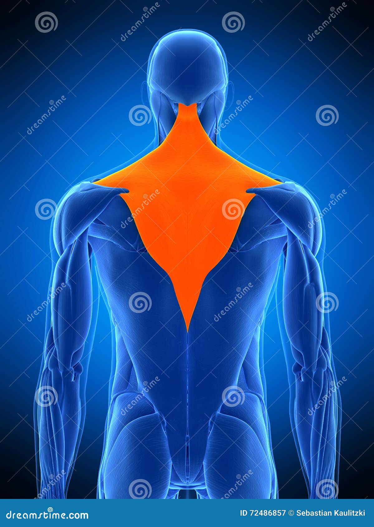 The Trapezius Stock Illustration | CartoonDealer.com #56287588