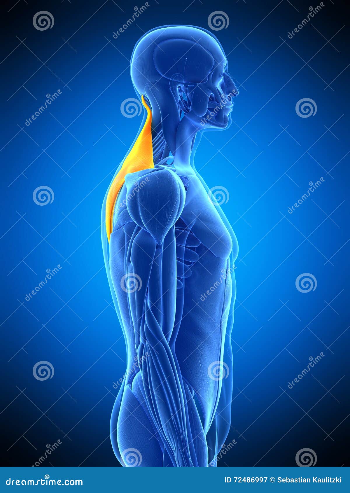 The Trapezius Royalty-Free Stock Image | CartoonDealer.com #45576082