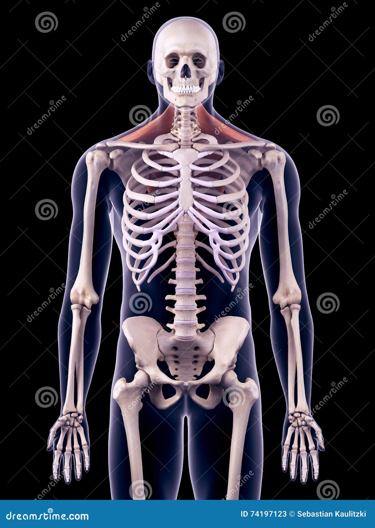 The trapezius stock illustration. Illustration of medical - 74197123