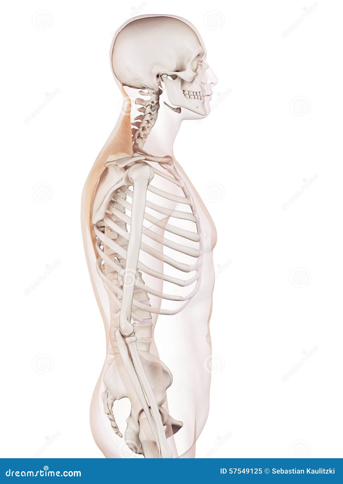 3d Illustration Of The Trapezius Muscles On Xray Musculature ...
